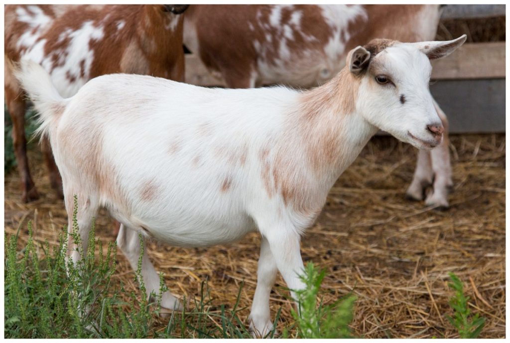 Does -page 1 – Silver Maple Farm Goats