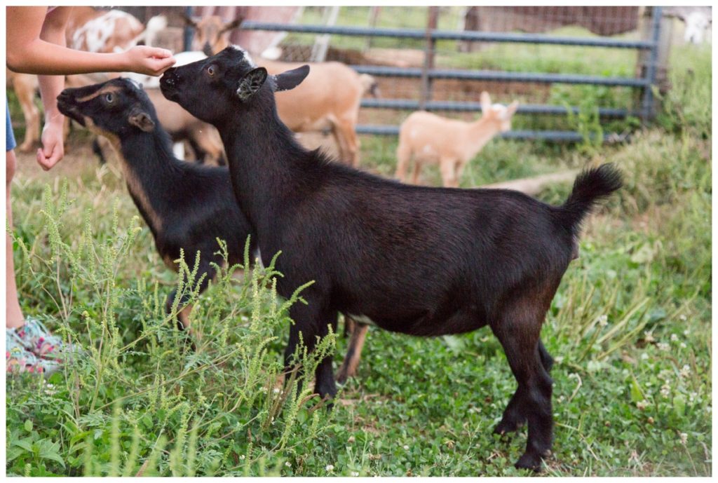Does -page 1 – Silver Maple Farm Goats