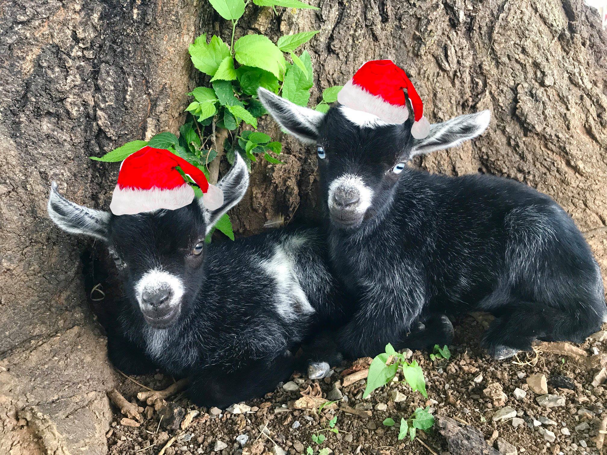 48393790_2240441242835853_8028436767021465600_o – Silver Maple Farm Goats