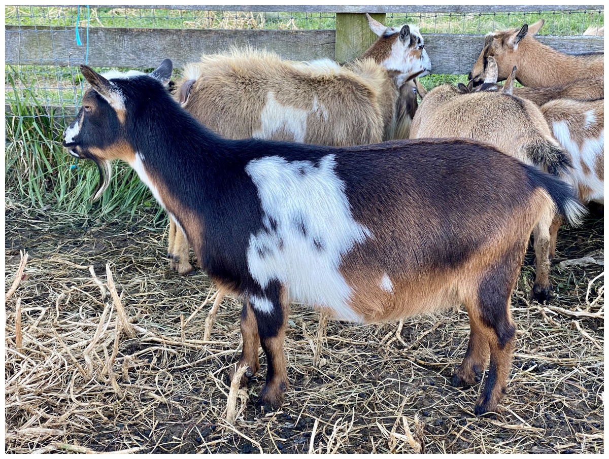 Does -page 1 – Silver Maple Farm Goats